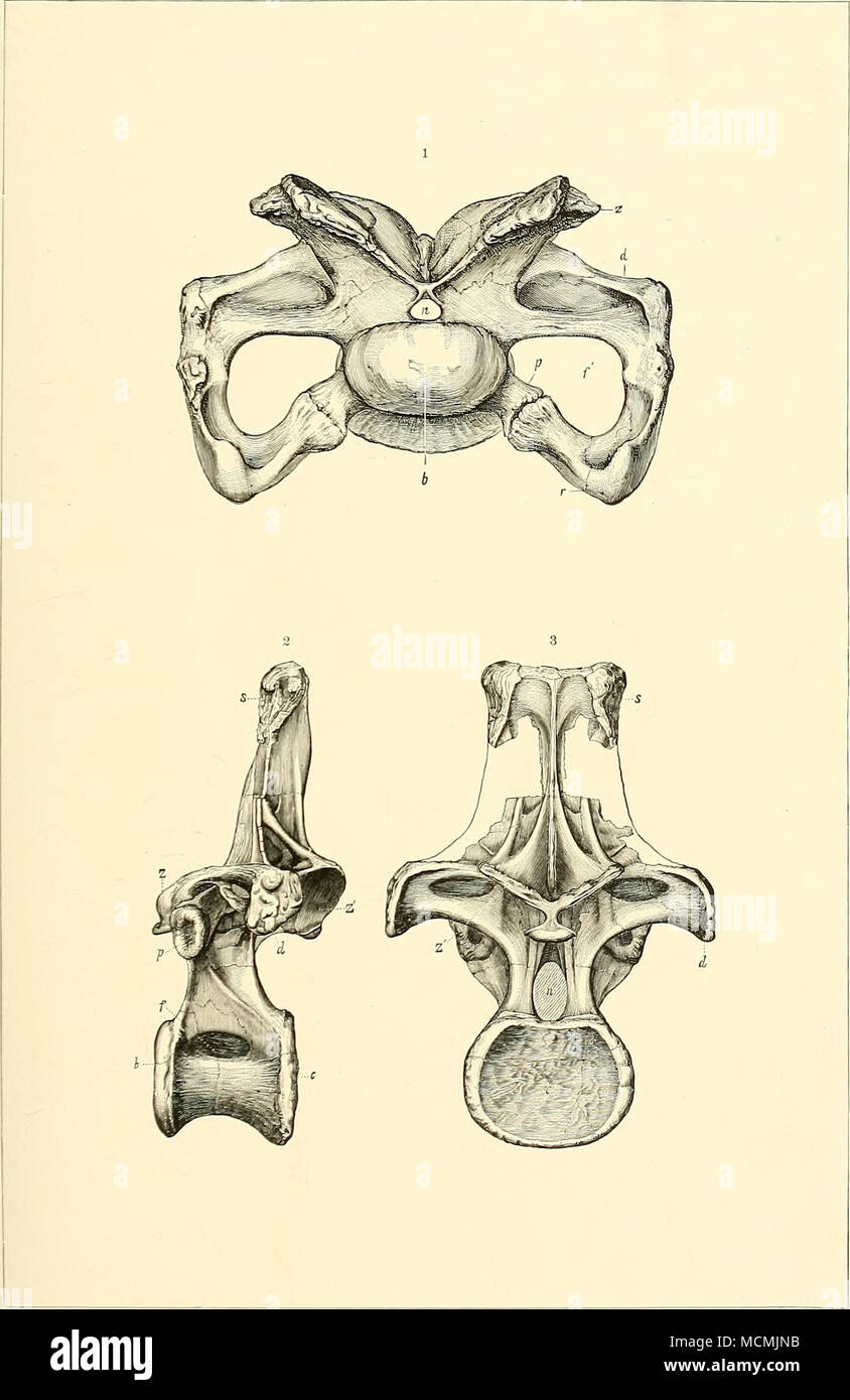 . BRONTOSAURUS EXCELSUS. Jurassic Stock Photo - Alamy