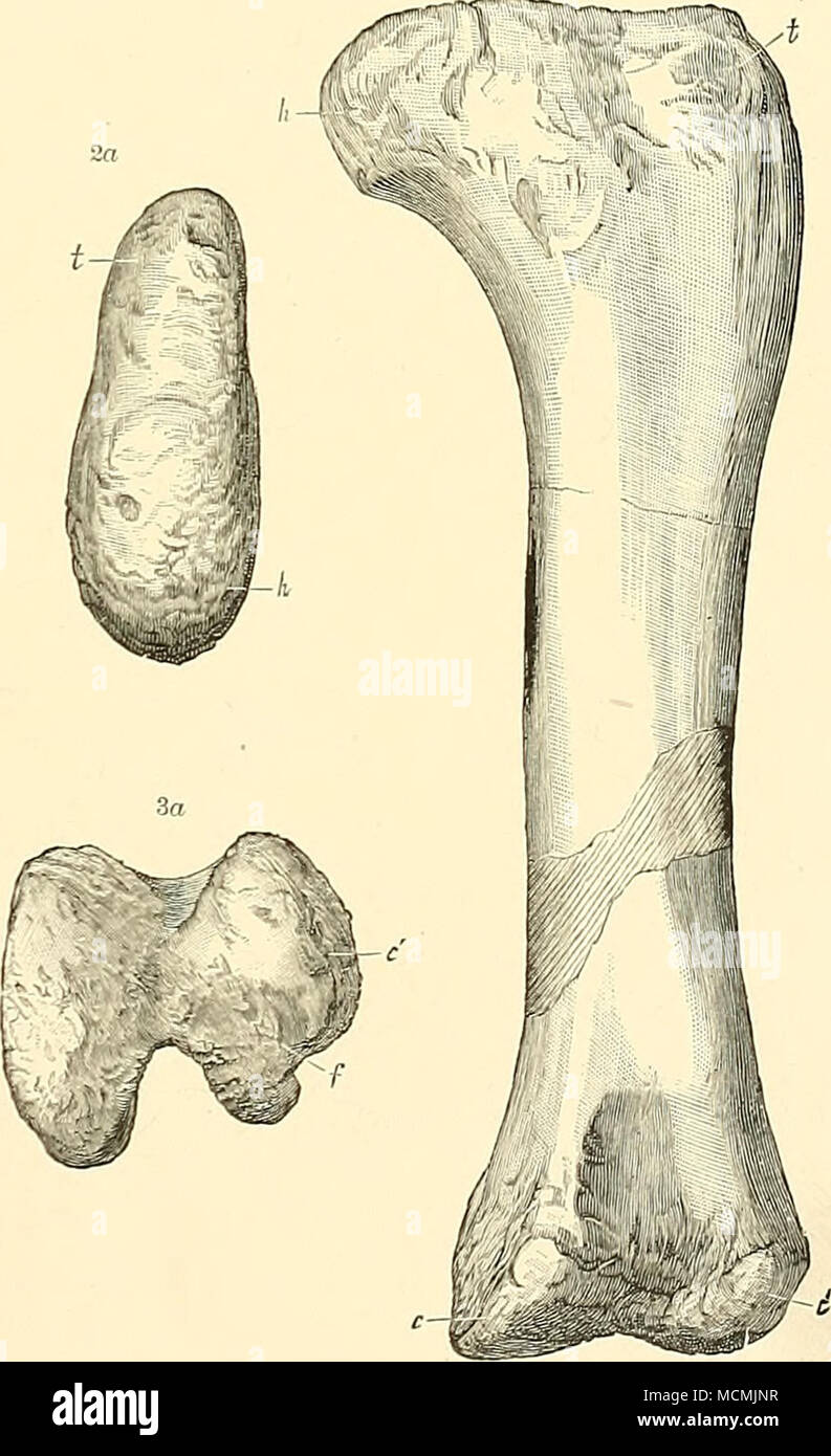 . ATLANTOSAURUS IMMANIS Marsh, Jurassic Stock Photo - Alamy
