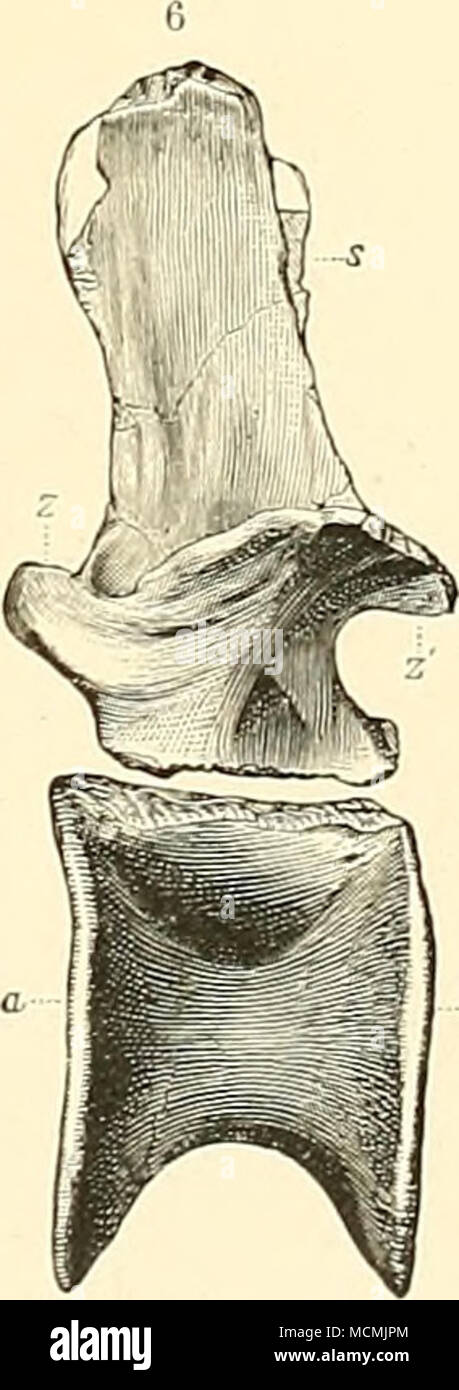. CREOSAURUS ATROX Marsh. Jurassic Stock Photo - Alamy