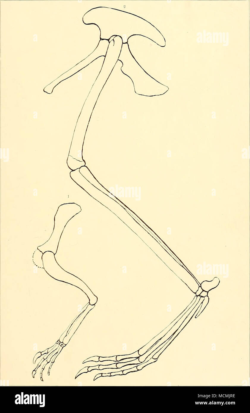 . HALLOPUS VICTOR Marsh. Jurassic Stock Photo - Alamy