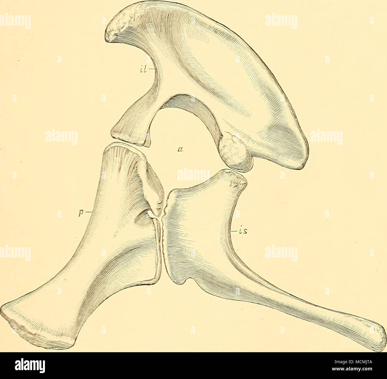 . Fig. 63.—Pelvis of Morosaunts lentus Marsh; seen from the left. a ...