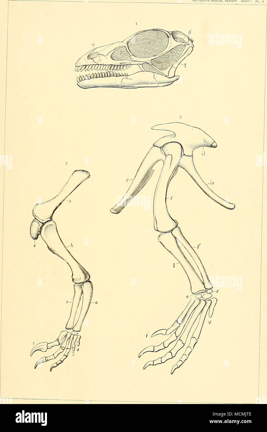 . ANCHISAURUS COLURUS Marsh, Triassic Stock Photo - Alamy
