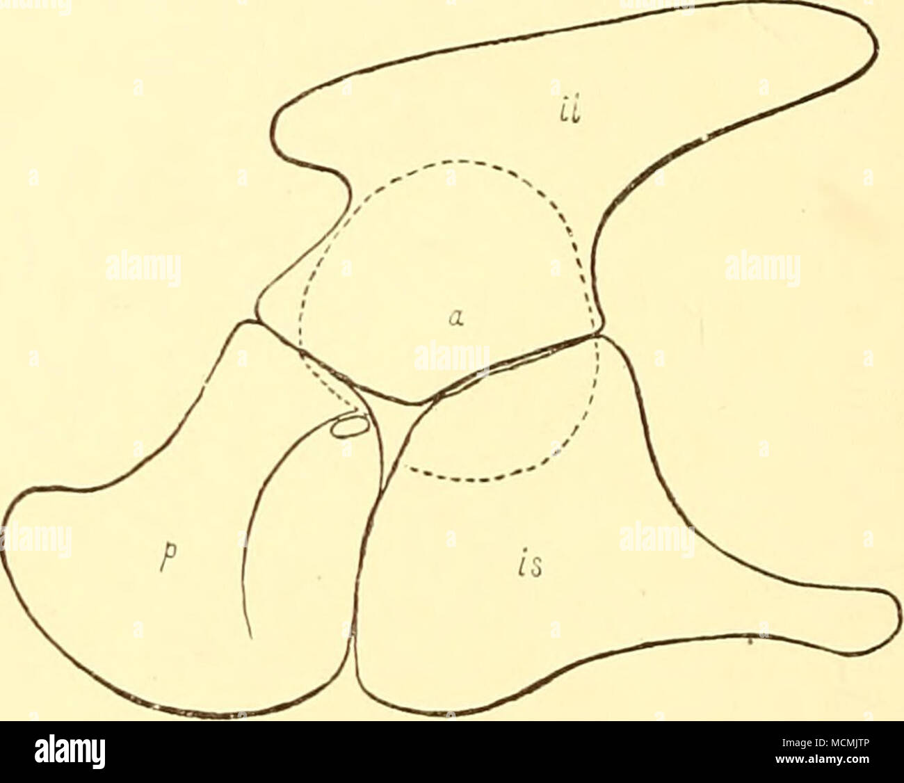 . Fig. 62.—Diagram of pelvis of Belodon Kapfi von Meyer; seen from tlie ...