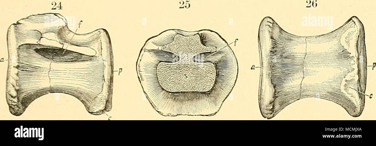 Vertebra of a barosaurus hi-res stock photography and images - Alamy