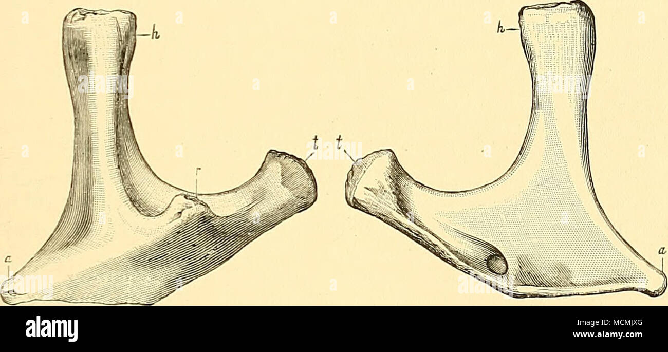 . Fig. 7.—Cervical rib of Apatosaurus ajax Marsh; outer view. Fig. 8 ...