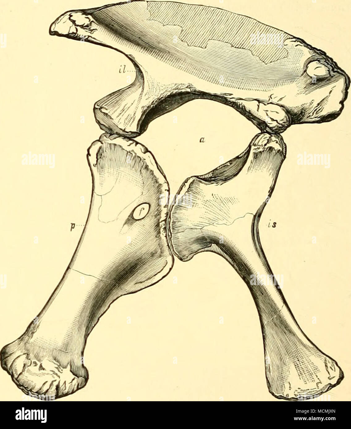 La pelvis hi-res stock photography and images - Alamy