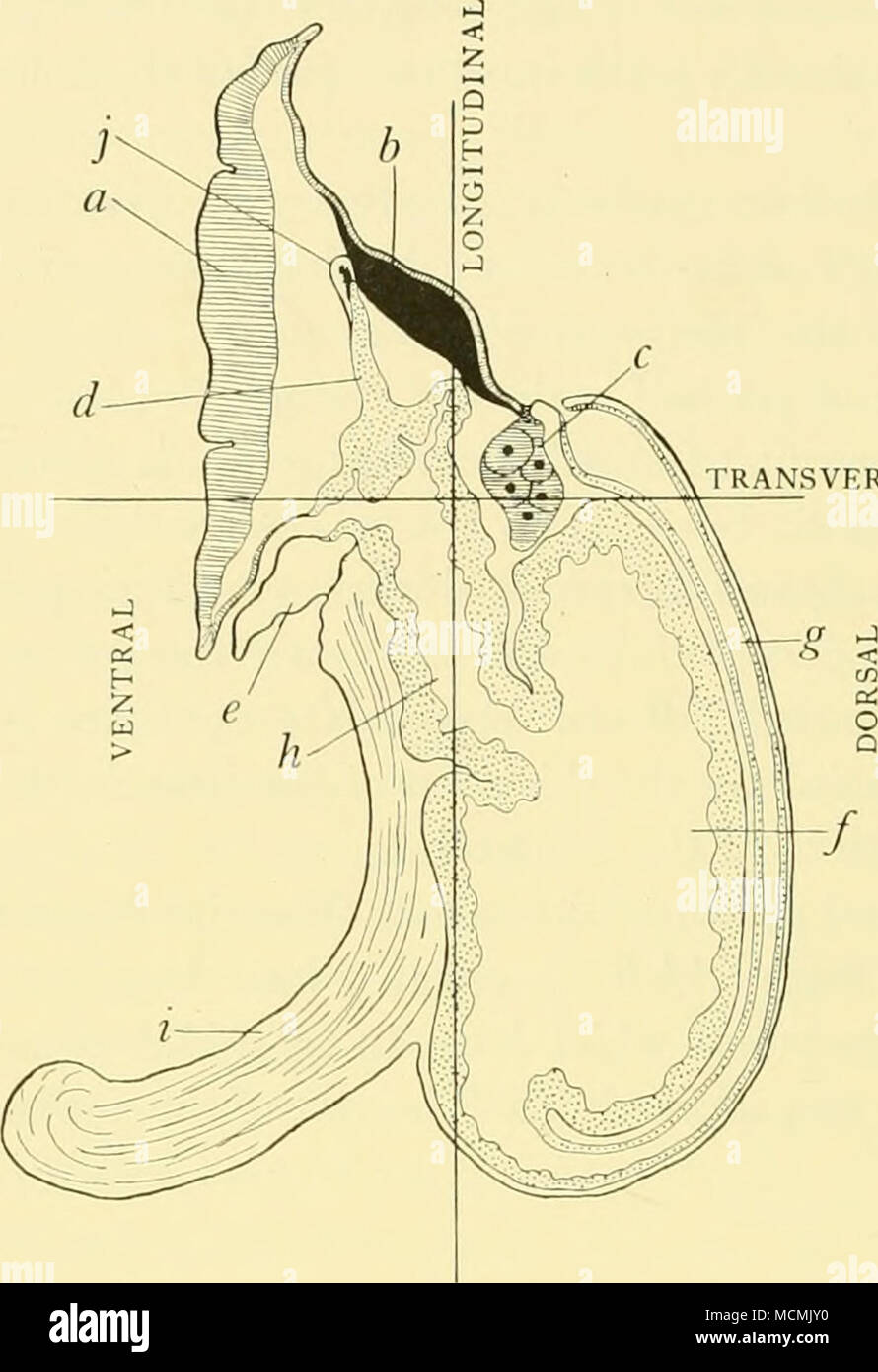 . Fig. 5. Orientation of the zooid. a, proboscis; b, central nervous ...