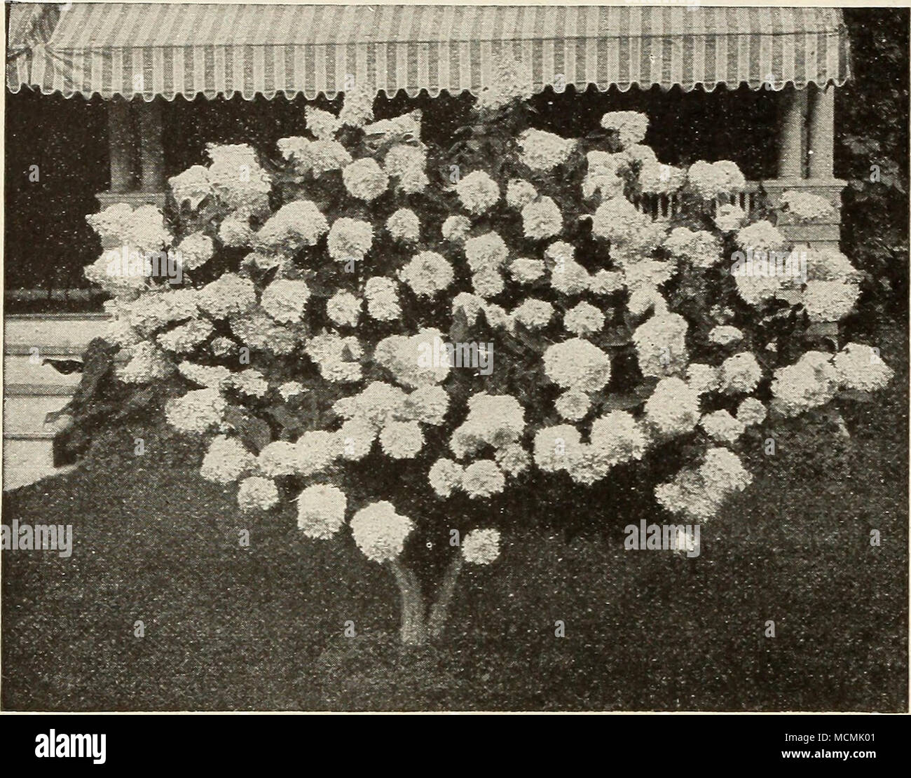 . Hydrangea paniculata grandiflora. New Hardy Everblooming Hydrangea ...