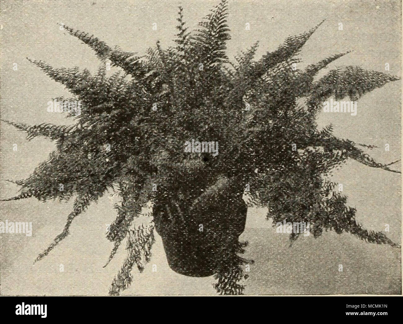 . Whitmanii Fern Stock Photo - Alamy