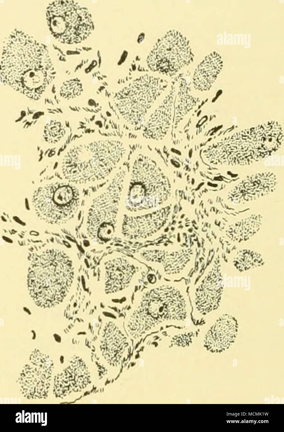 Luteal cells hi-res stock photography and images - Alamy