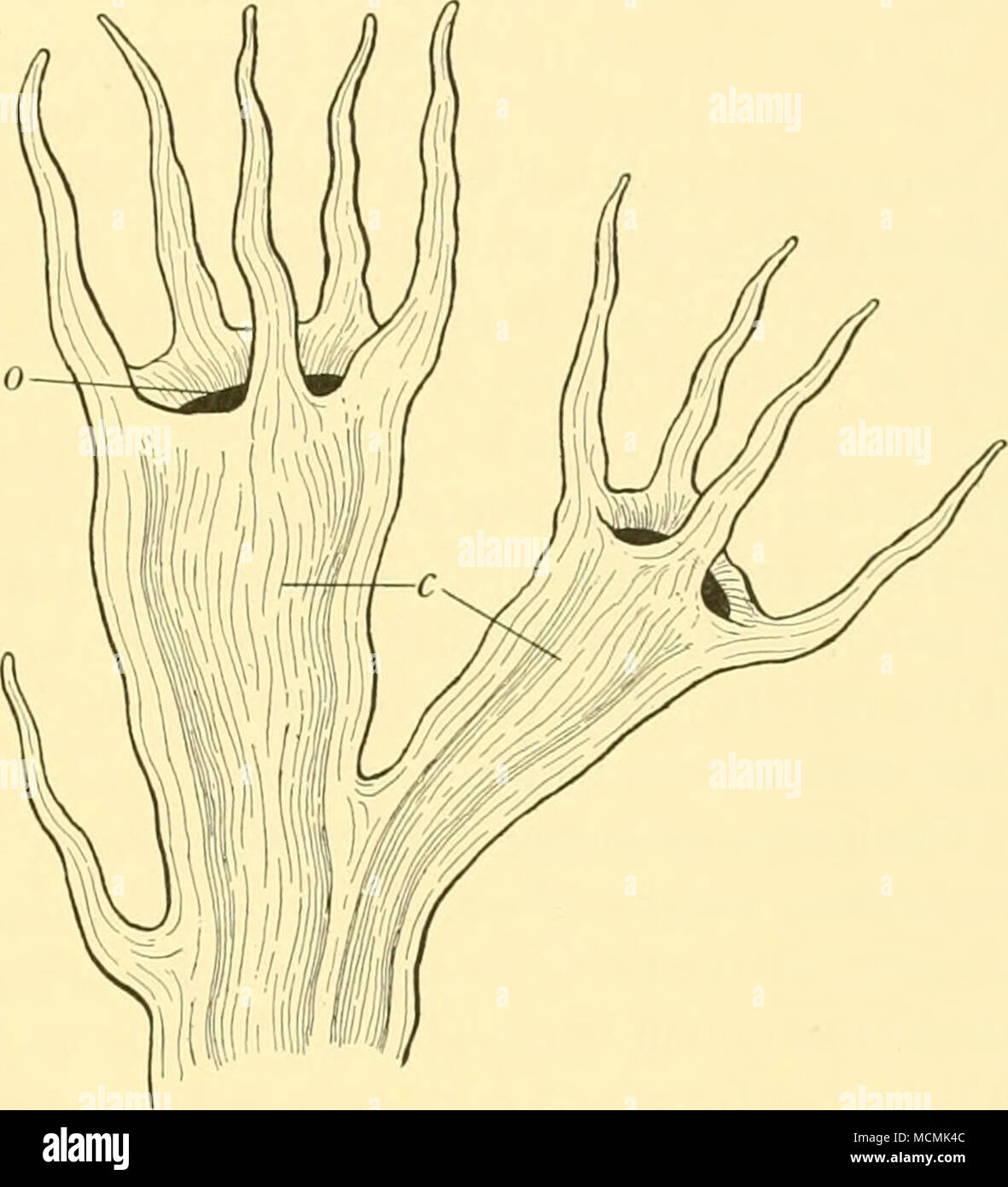 Ostium hi-res stock photography and images - Alamy