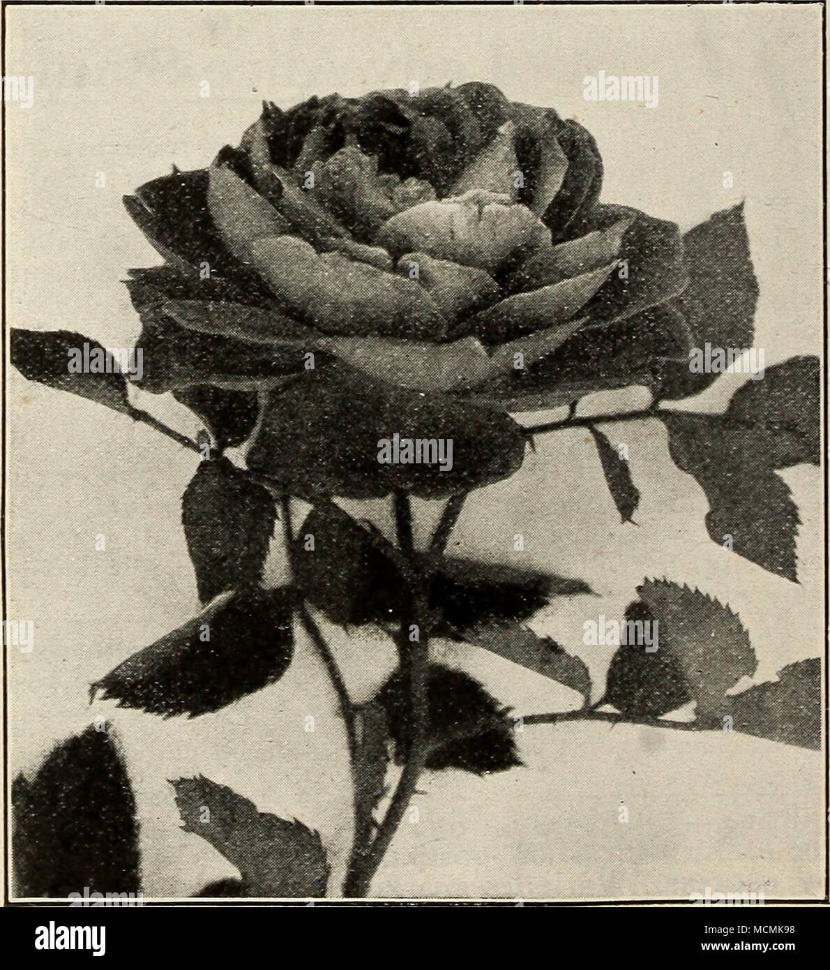 . Virginia R. Coxe. 4« Stock Photo - Alamy