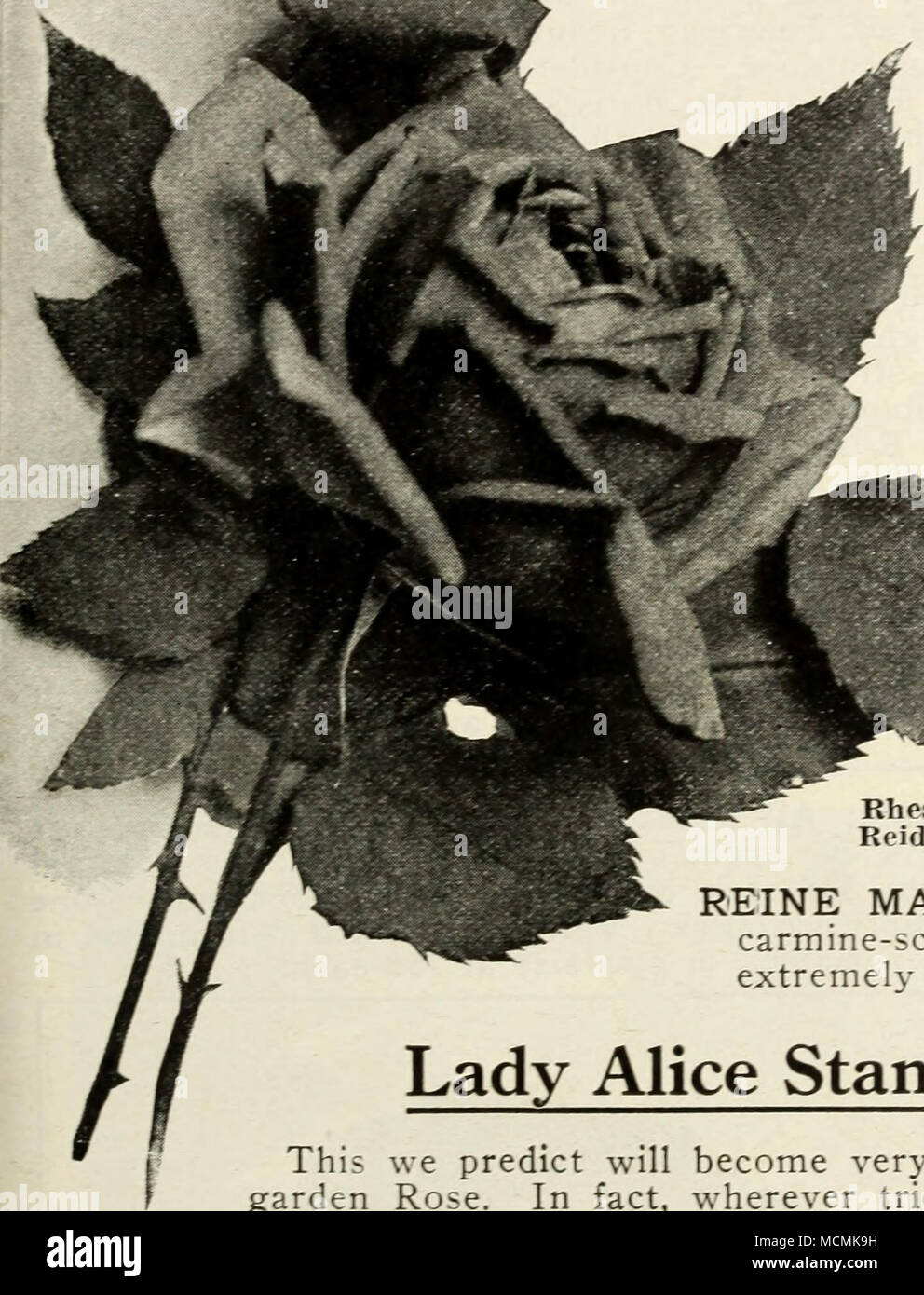 . A Magnificent New Crimson Garden Rose. "As large as American Beauty ...