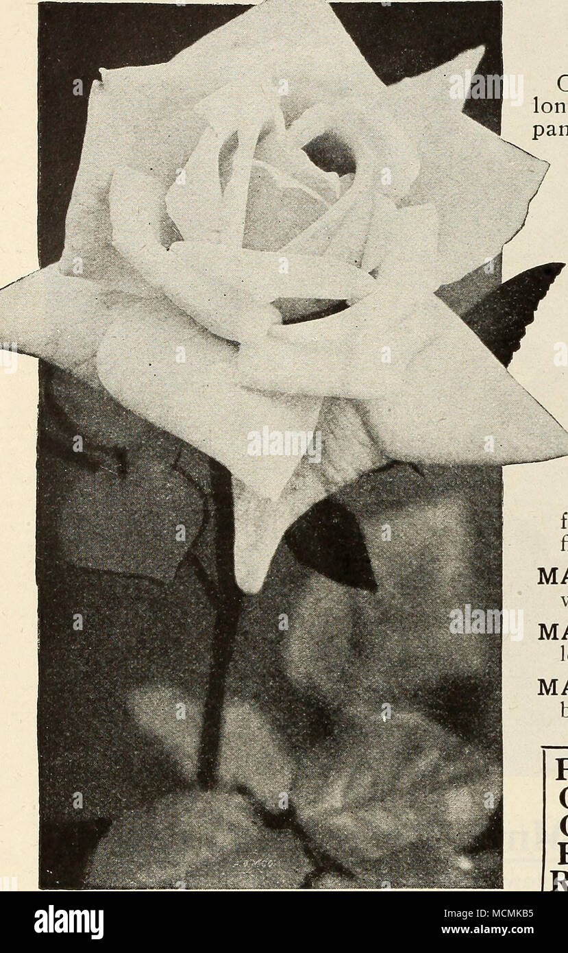 . *Madam Segond Weber One of the most beautiful Roses of recent ...