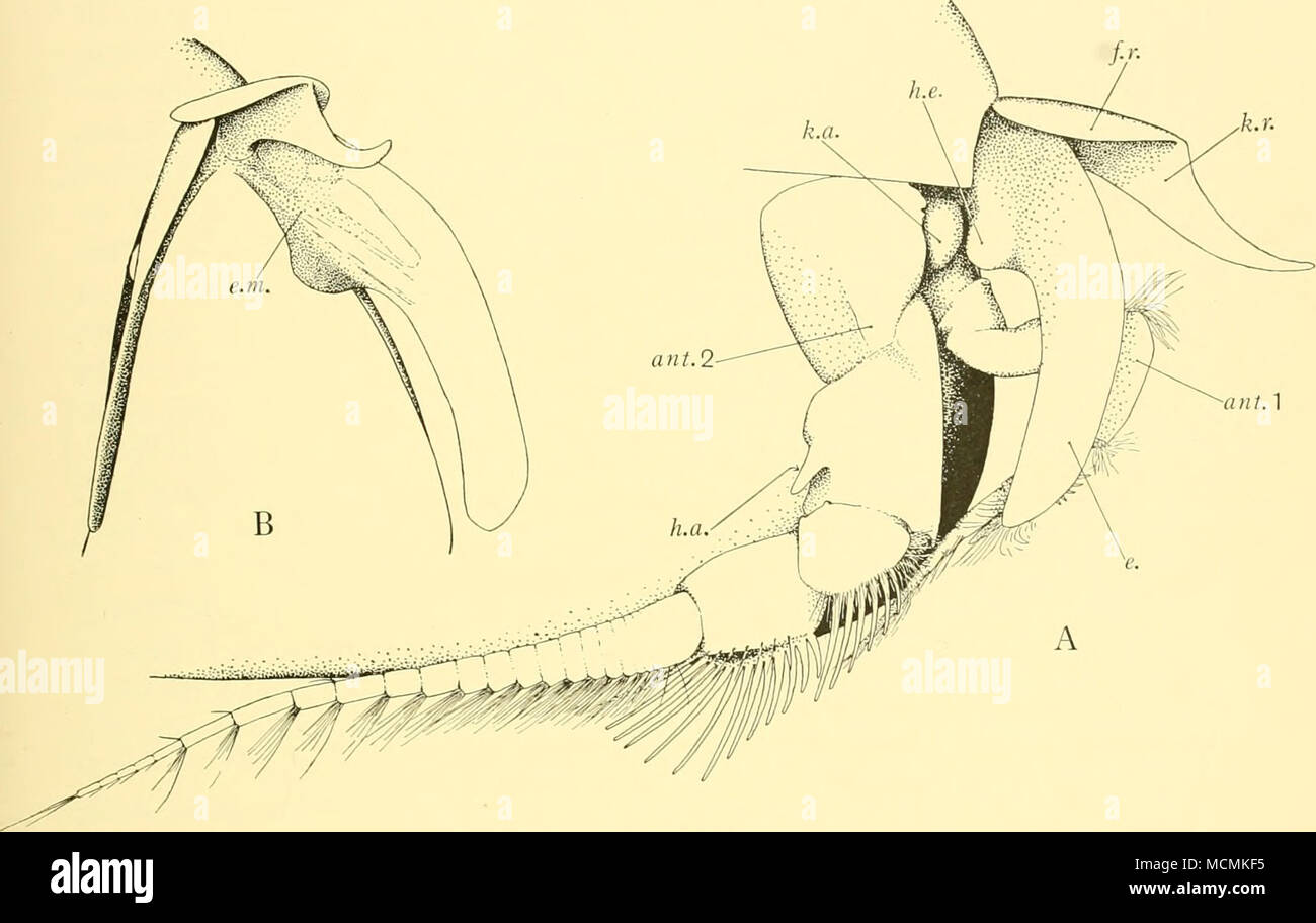 . Fig. 7. Nebaliella extrema. A. Side view of rostrum, eyes, antennules ...