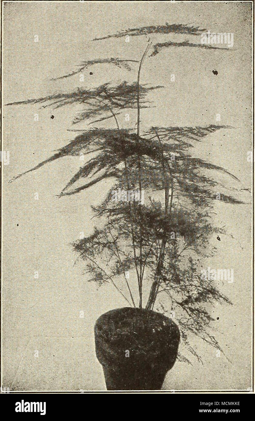 . Miscellaneous Plants and Bulbs Asparagus Sprengeri Asparagus Plumosus ...