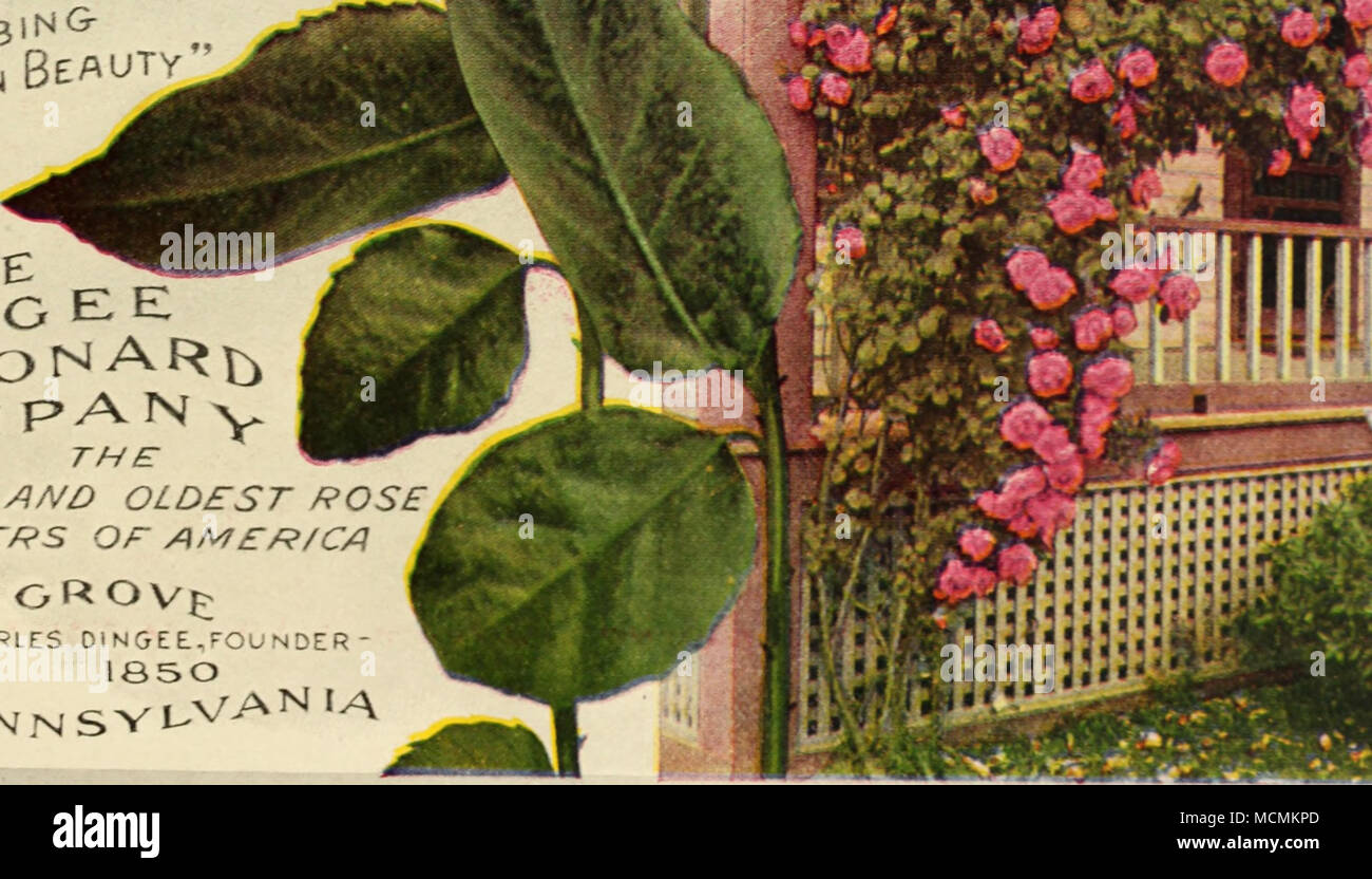 . THE D I M O E E L£,qD/NG AND OLDEST ROSE G/PO[A^E/?S OF AMER/CA ...