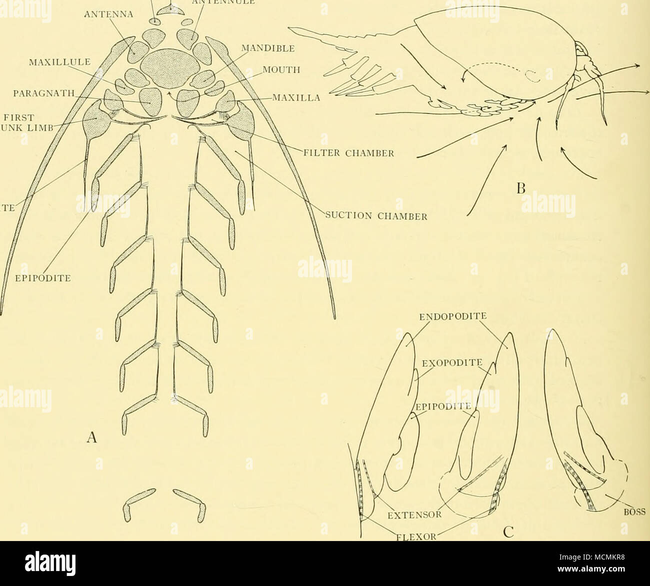 . Fig. 5. Nebaliopsis typica. A. Diagram of hypothetical curved frontal ...