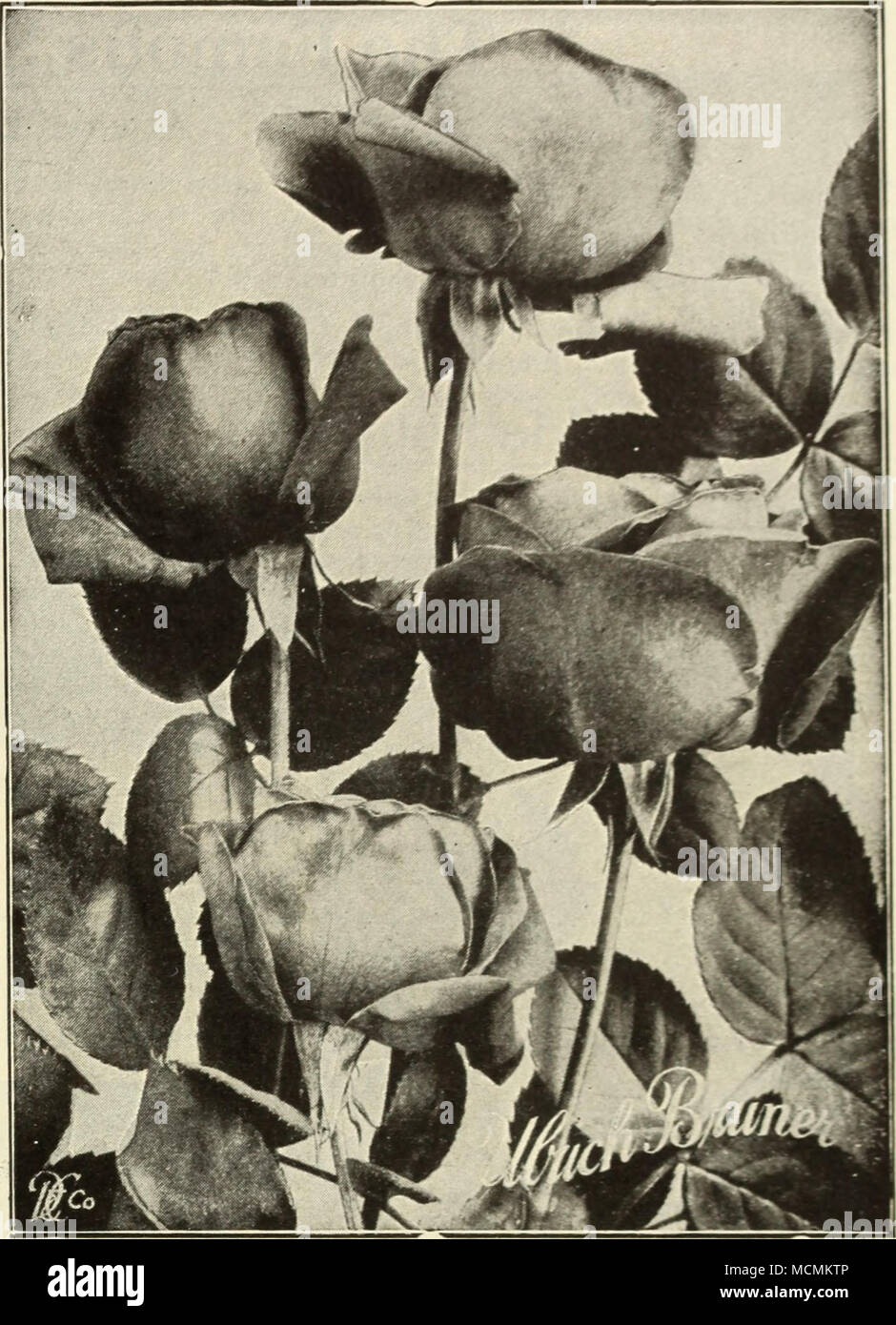 . Margaret Dickson One of the Finest Hybrid Perpetual Roses Introduced ...