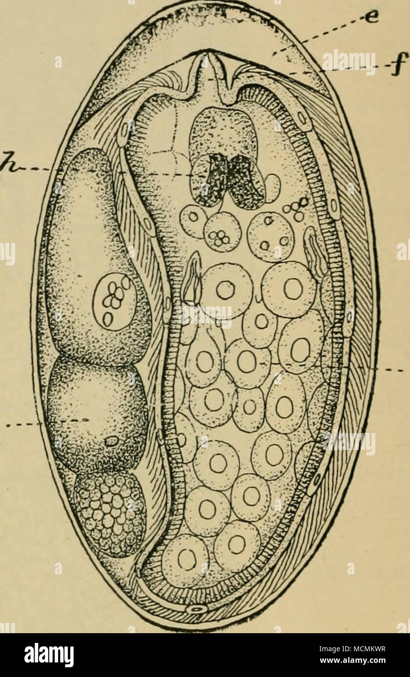 Miracidium hi-res stock photography and images - Alamy