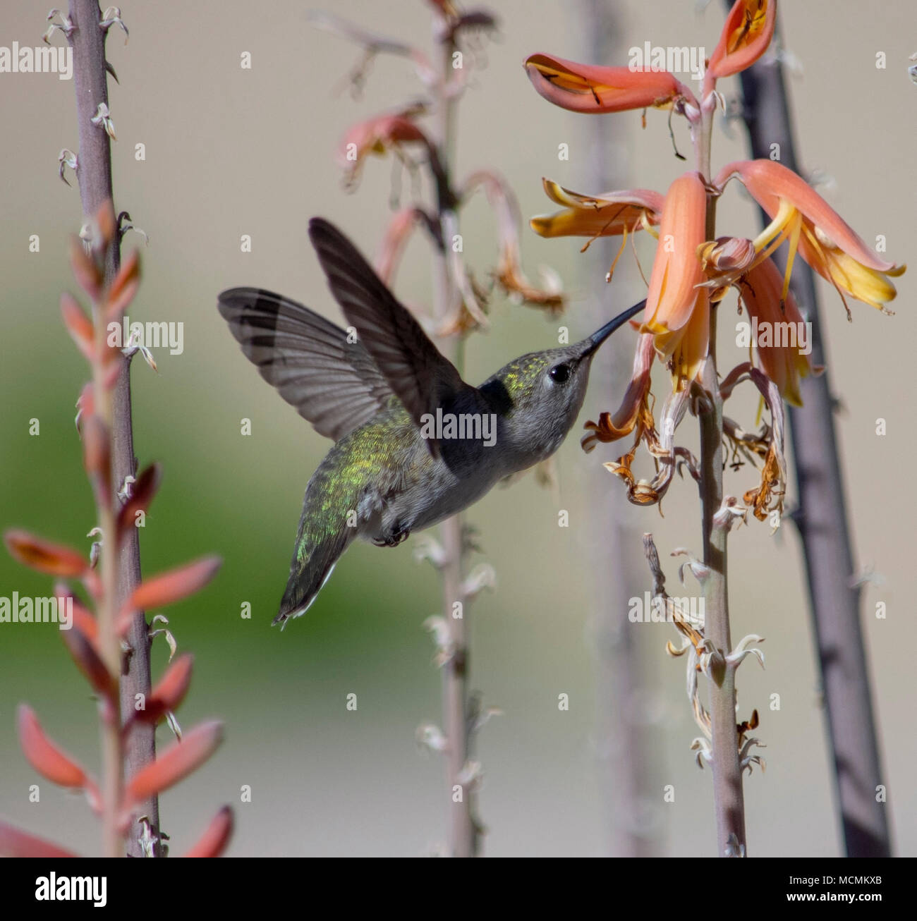 Hummingbird Close Up Nikon DSLR Stock Photo - Alamy