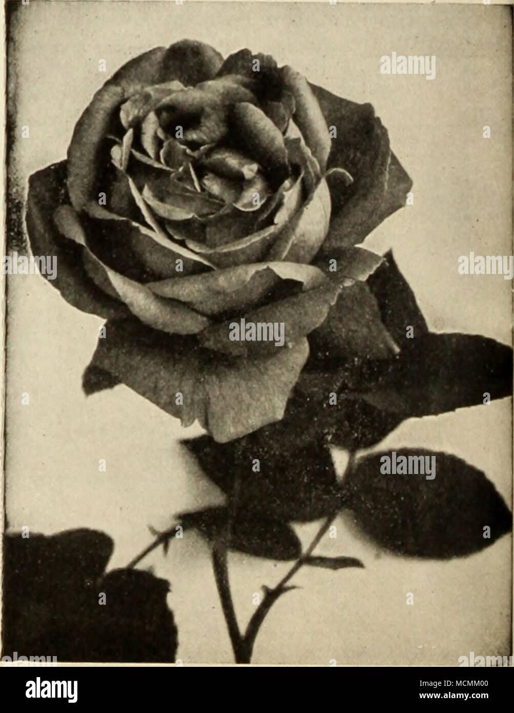 Paul neyron hi-res stock photography and images - Alamy