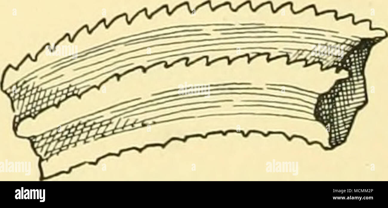 Operculum gills hi-res stock photography and images - Alamy
