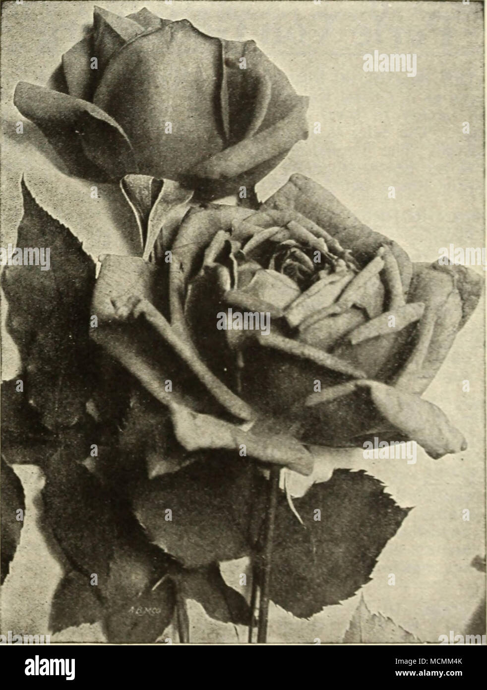 . Rose, Magnafrano Stock Photo - Alamy