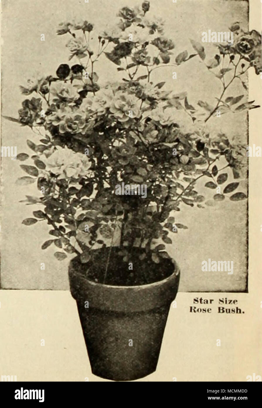 . One year old K4»Me Bush. Two year old Rose Bush. 18 Stock Photo - Alamy