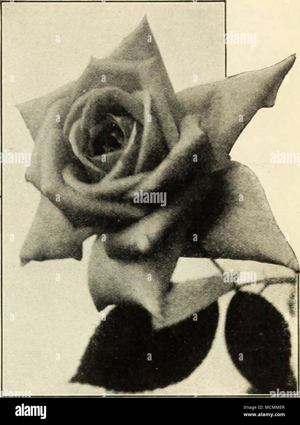 . Mrs. F. F. Thompson Stock Photo - Alamy