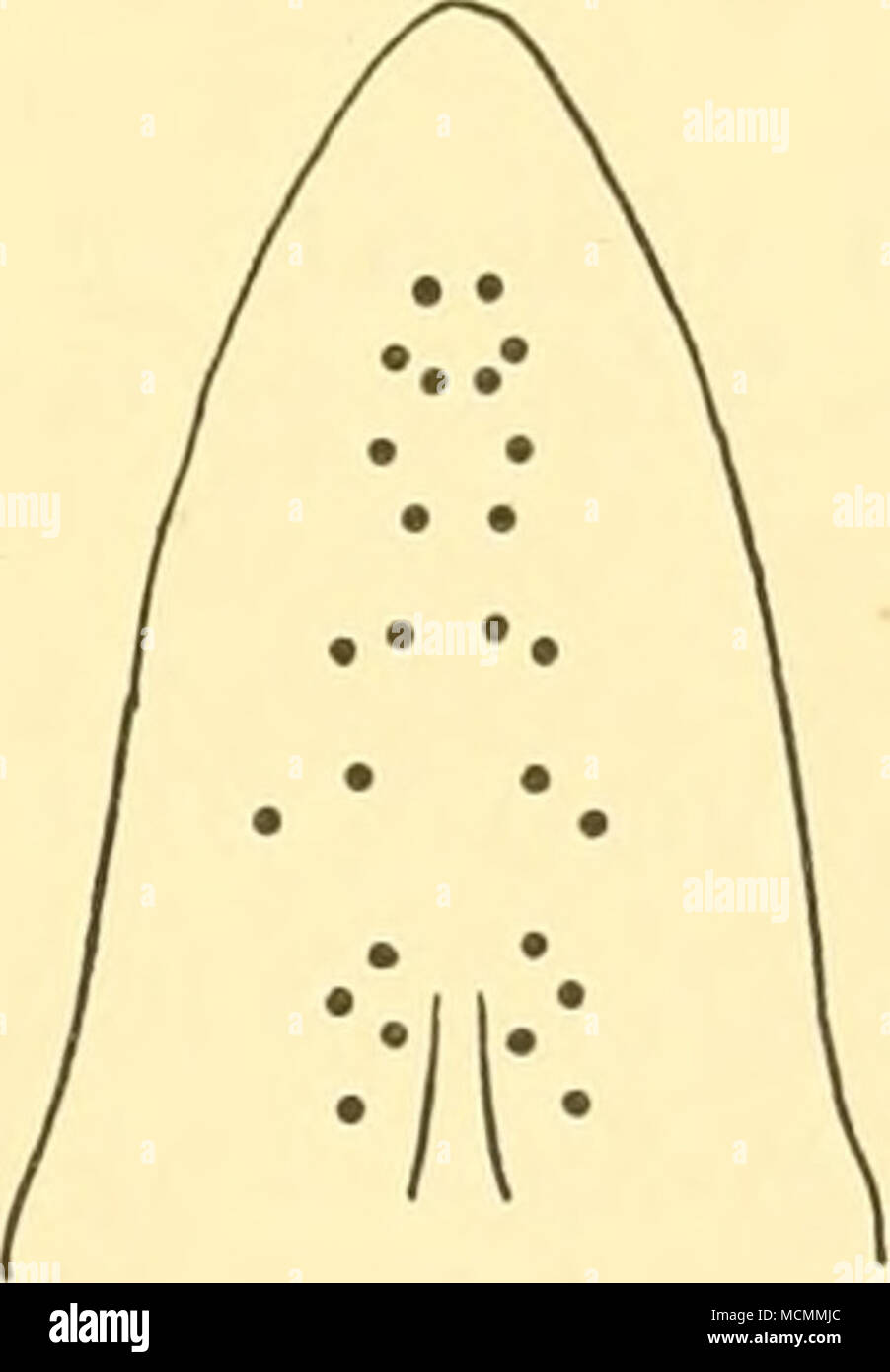. Fig. 99. Diagrams showing different arrangement of the hairs on the ...