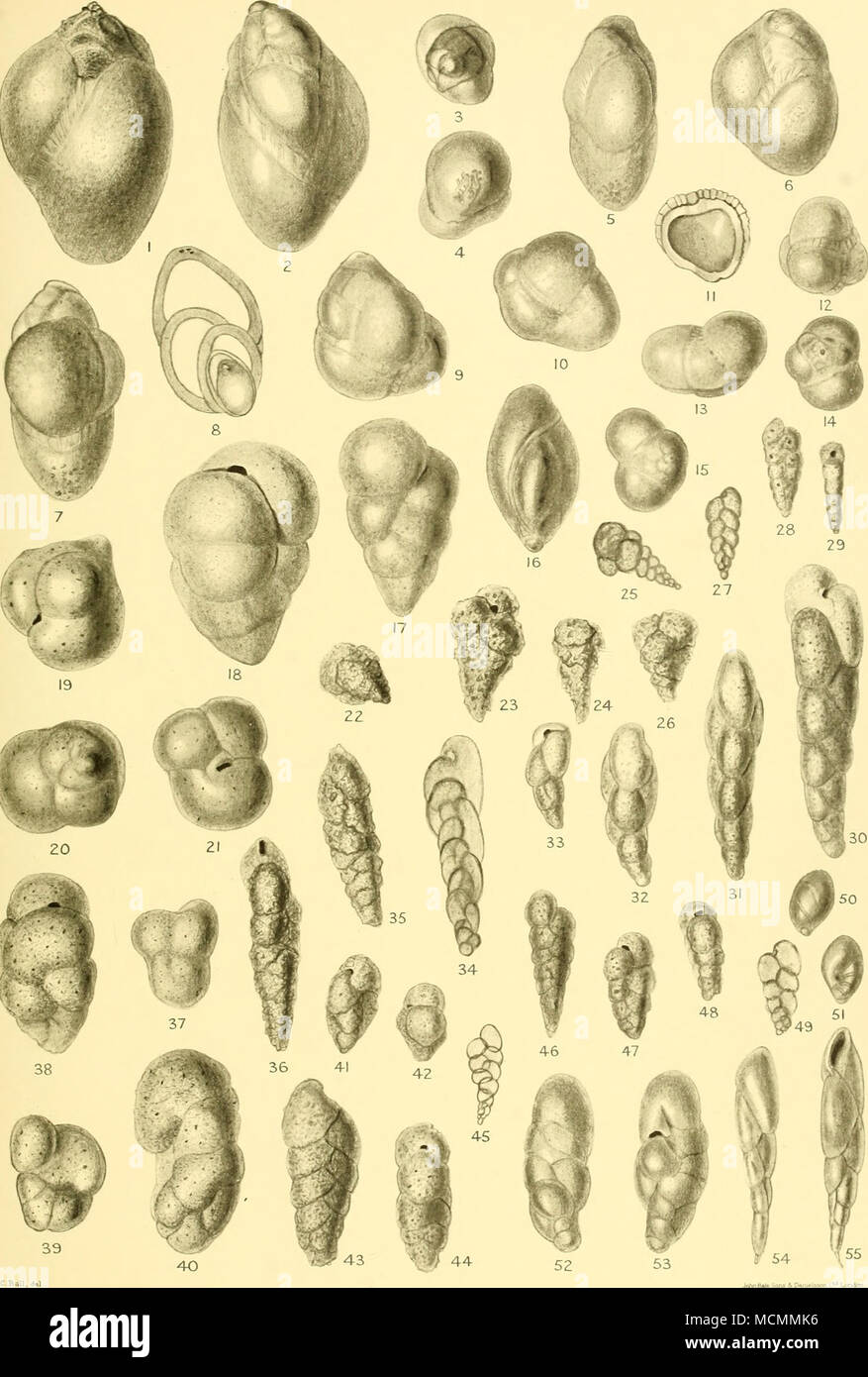 . ANTARCTIC FORAMINIFERA Stock Photo - Alamy