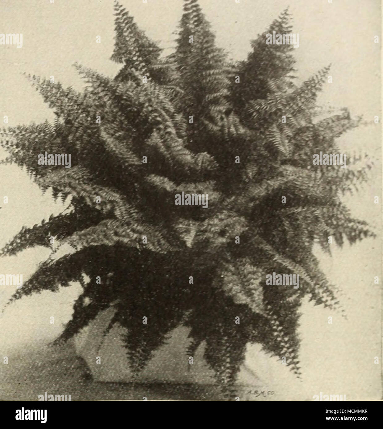 More condensed forms hi-res stock photography and images - Alamy