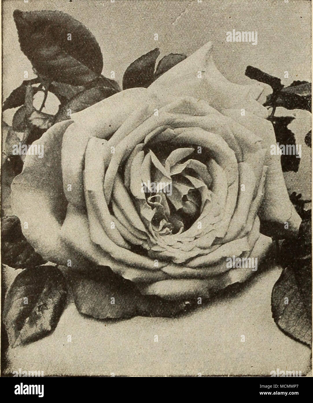 Safrano rose hi-res stock photography and images - Alamy