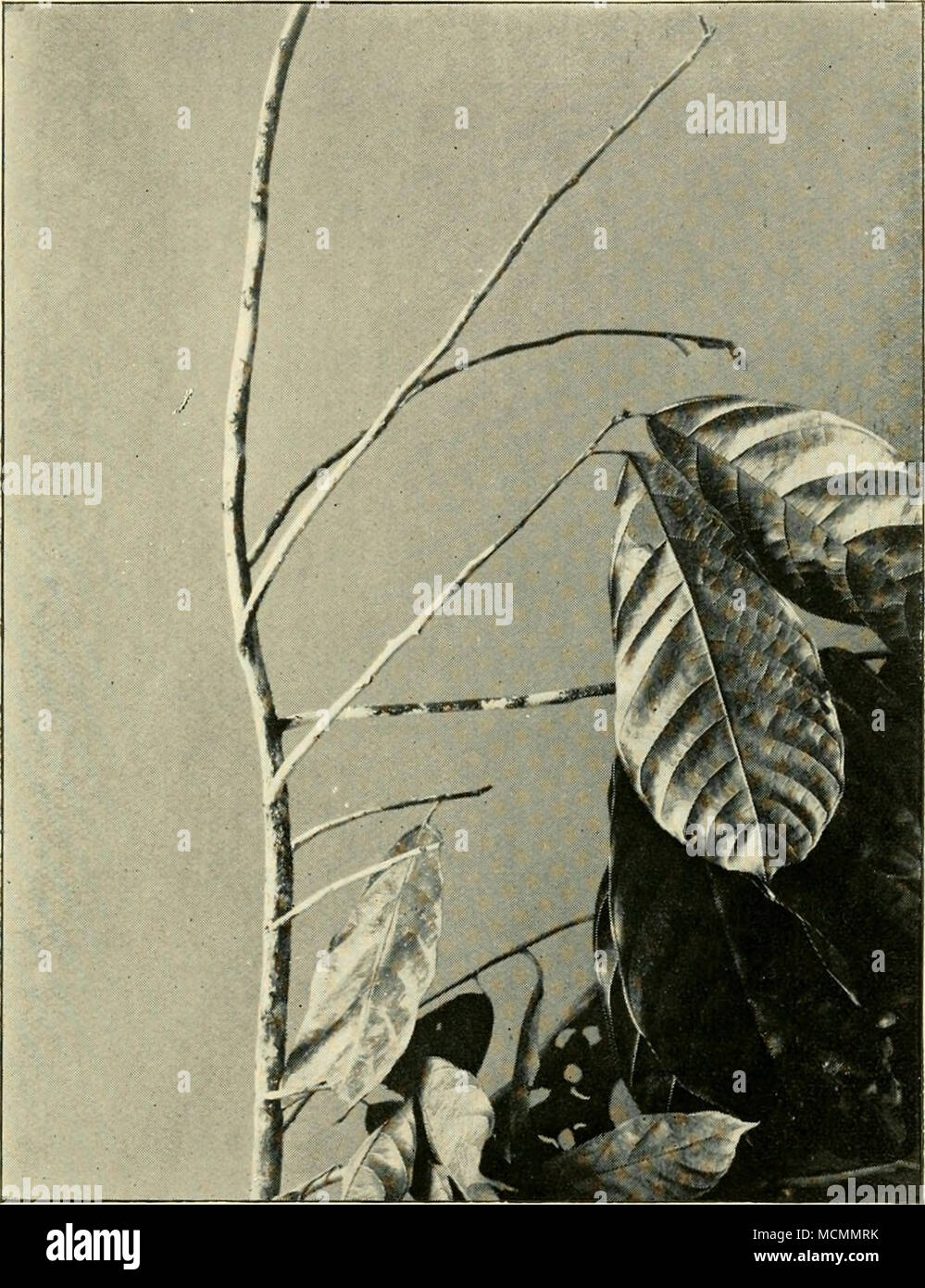 . Fhoto by] Fig. 44 Pink Disease of Cacao Stock Photo - Alamy