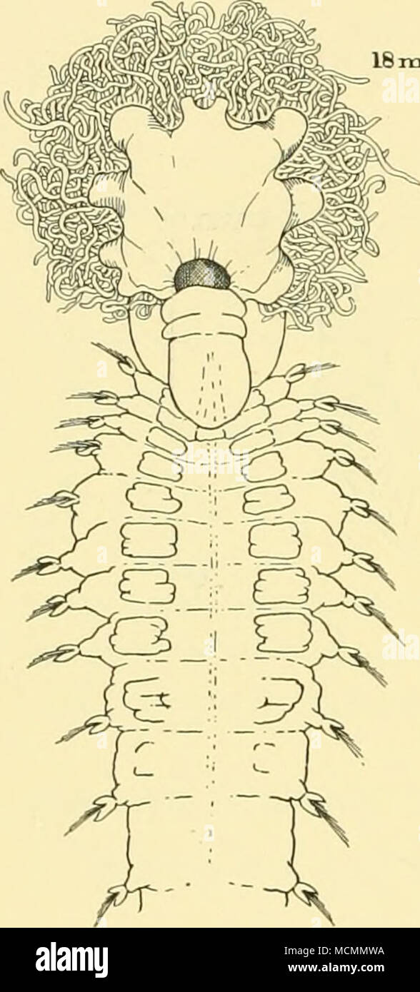 Cirriform hi-res stock photography and images - Alamy