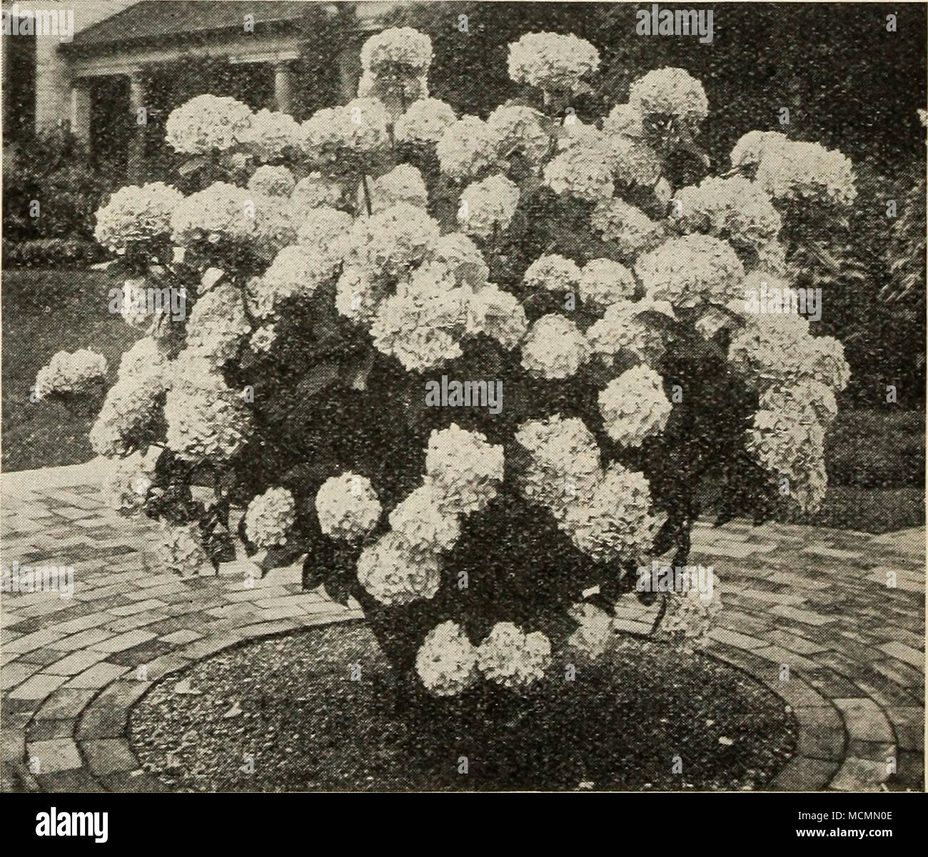 . New Everblooming Hydrangea 72 Stock Photo - Alamy