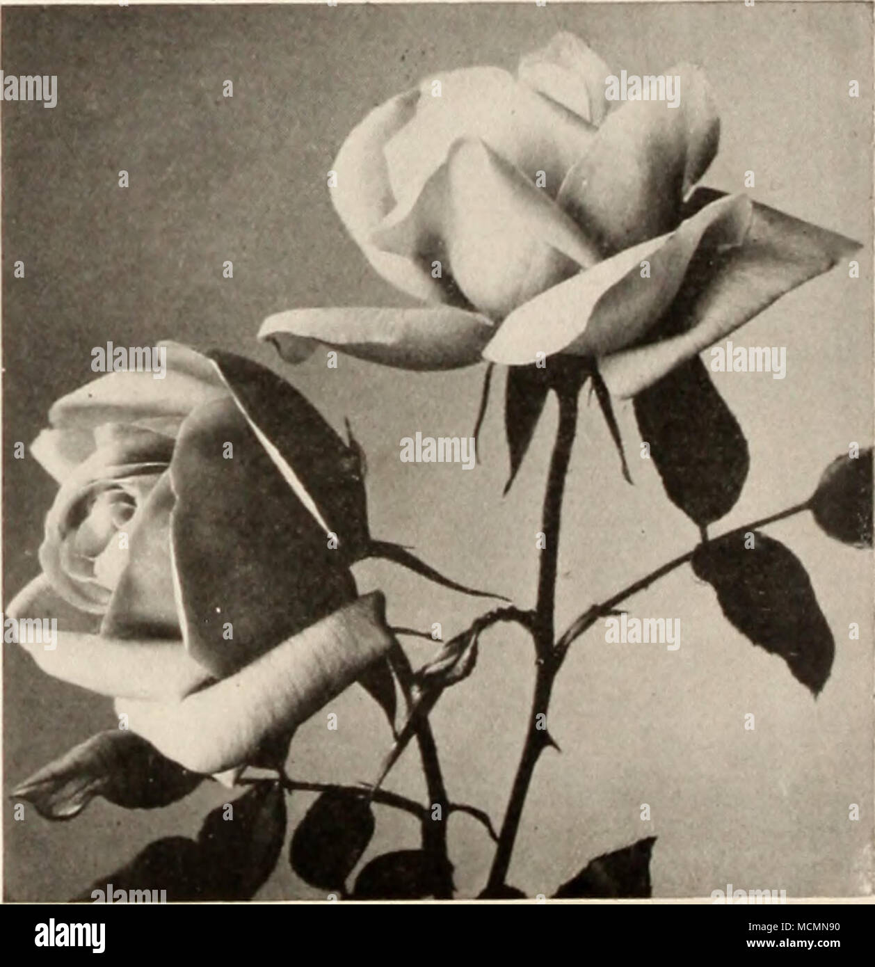 Safrano rose hi-res stock photography and images - Alamy