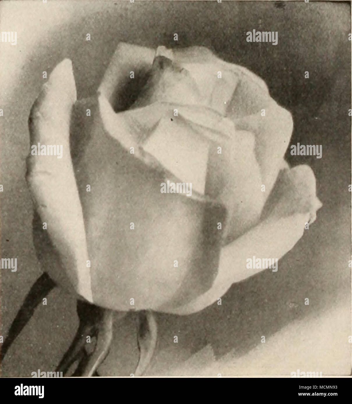 Marie guillot hi-res stock photography and images - Alamy