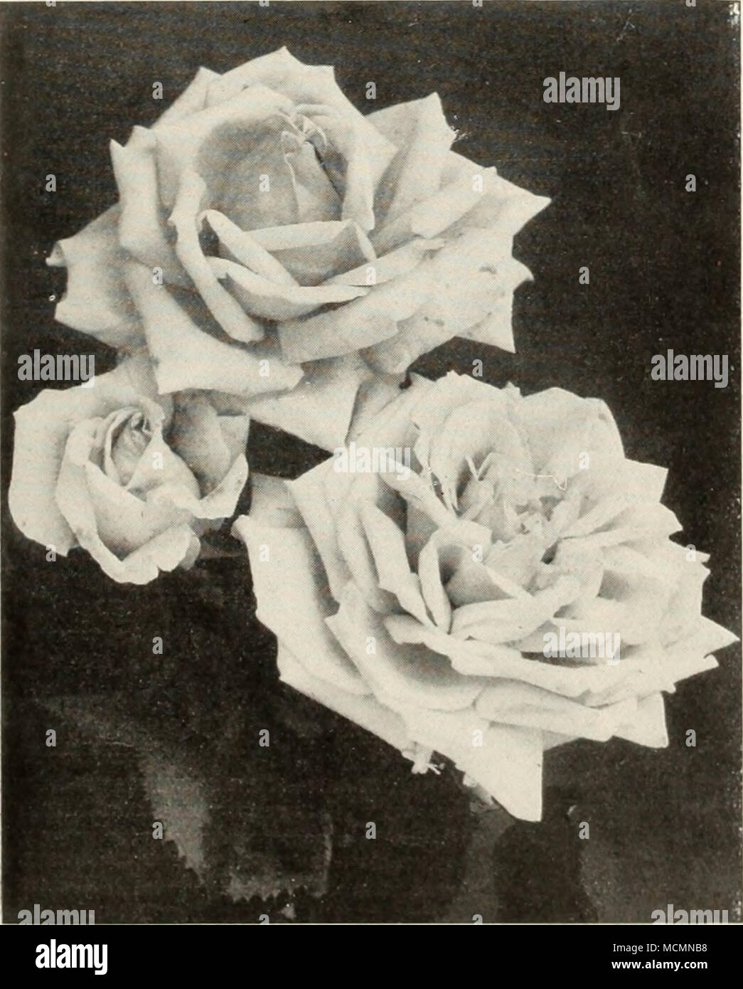 Old bush rose china rose hi-res stock photography and images - Alamy