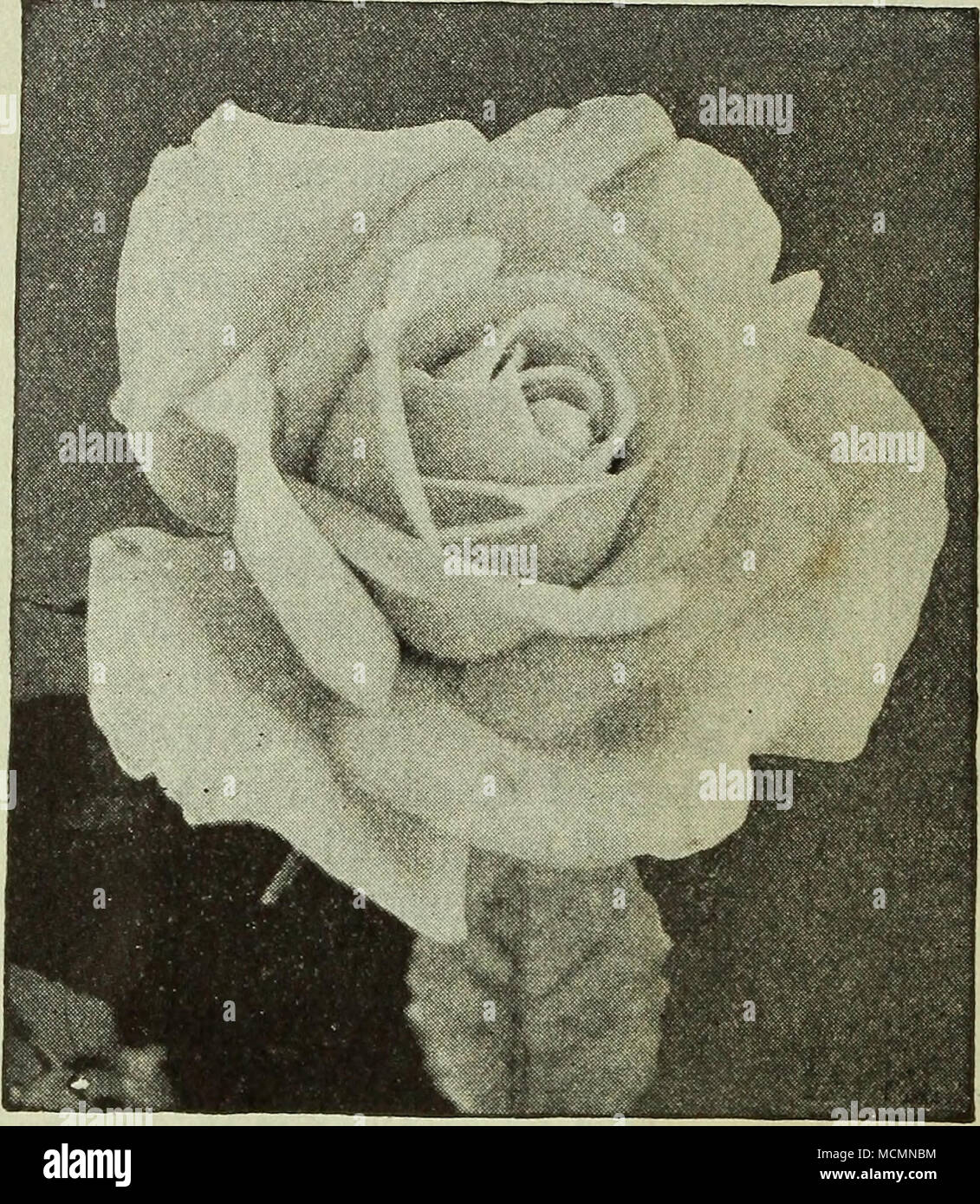 . This illustration shows the remarkable beauty of the Charles Dingee ...