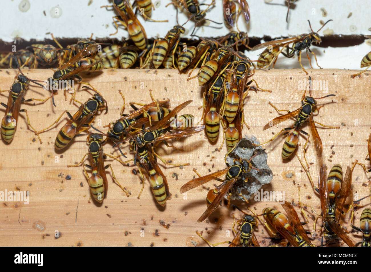 Western Paper Wasps gathering behind drywall and building nest in ...