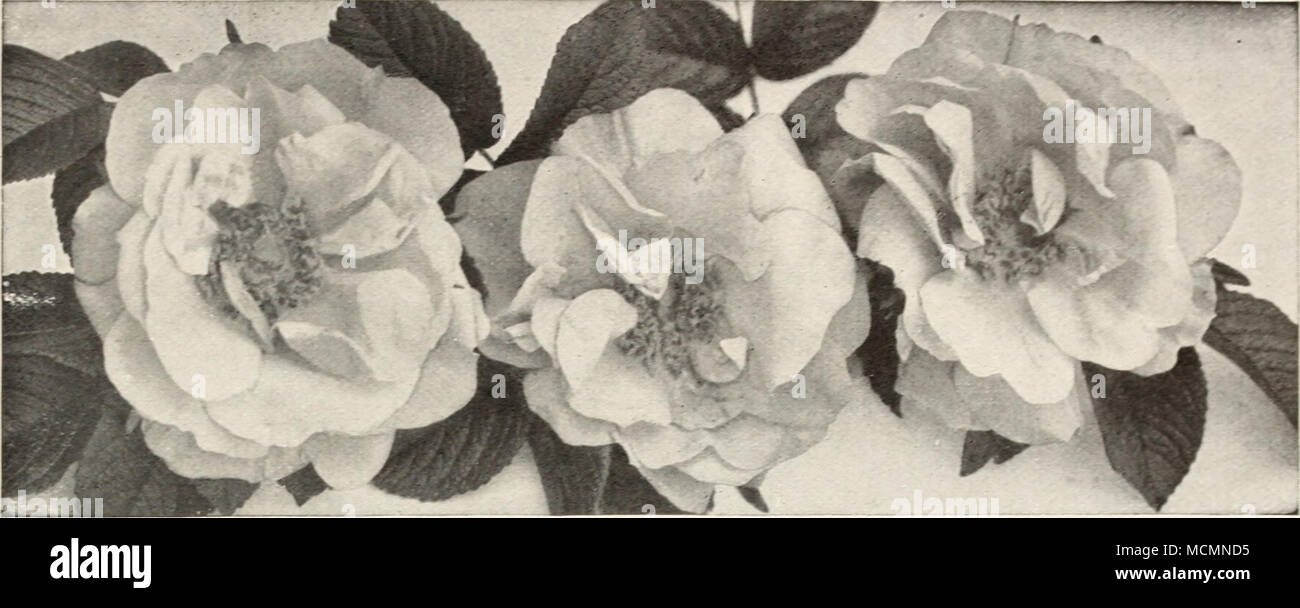 Fugosa hi-res stock photography and images - Alamy