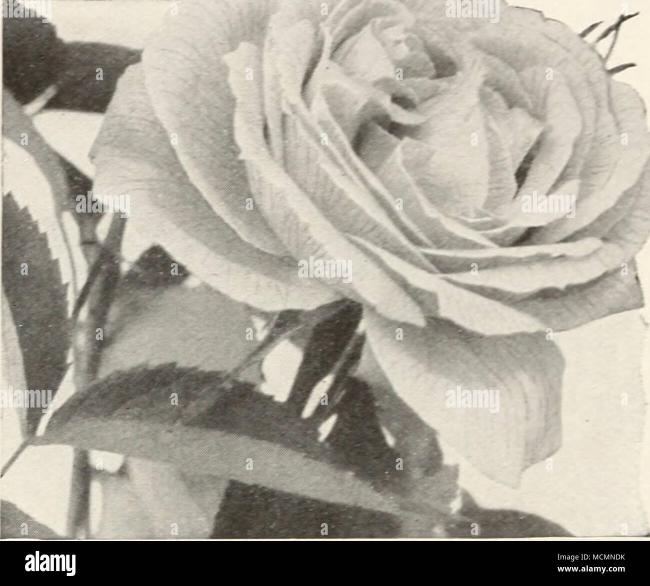 . Vick's Caprice Rose Vick^s Caprice Flowers large and slightly cup ...