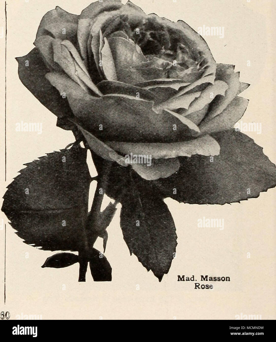 . Mad. Masson Rose Stock Photo - Alamy