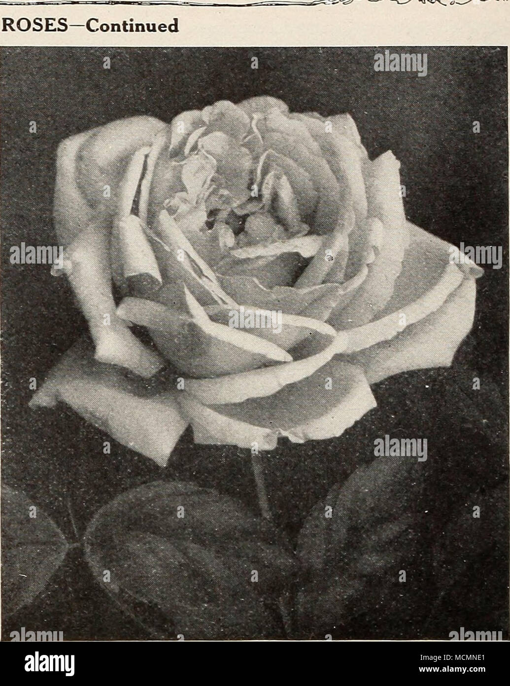 miCO^^ Roses-Sturdy as Oik^jj HYBRID PERPETUAL ROSES-Continued ...