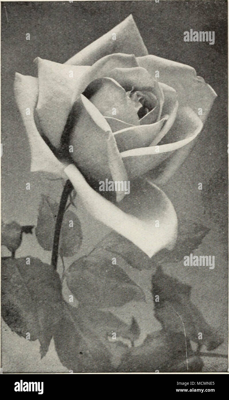 Safrano rose hi-res stock photography and images - Alamy