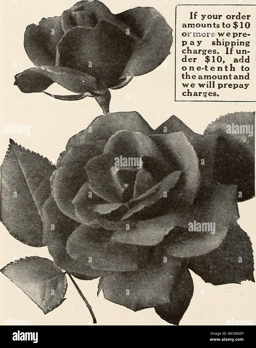 . Richmond Richmond Rose The most gorgeous Rose we have ever seen,—-no ...