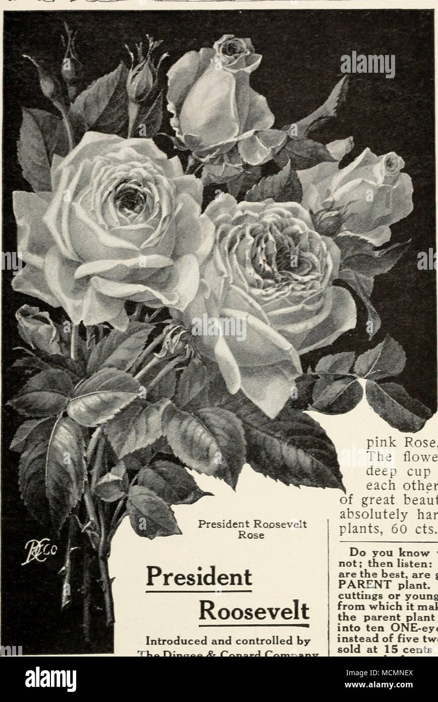 Pro duces hi-res stock photography and images - Alamy