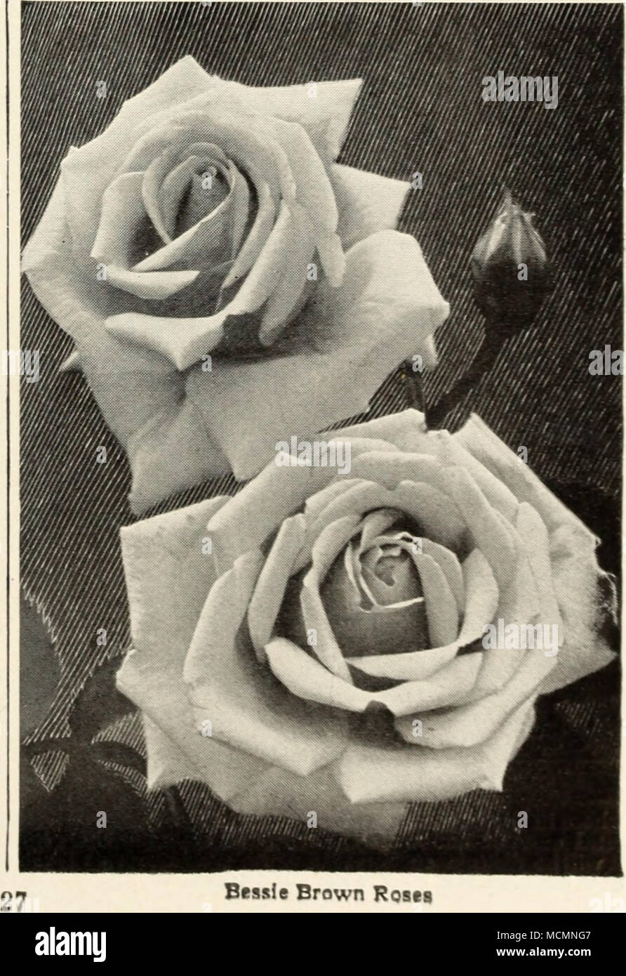 . Bessie Brown Rosei Stock Photo - Alamy